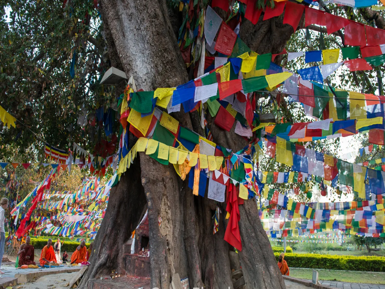 Bodhi Tree in Nepal | Nepal Travel Guide | Flamingo Travels