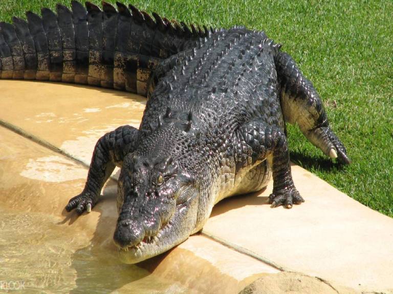 Crocodile Farm - Malaysia Tourism & Travel Guide | Flamingo Travels