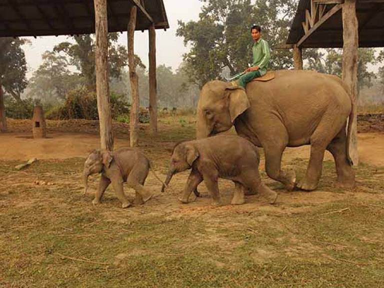 Visit the Elephant Breeding Center in Nepal | Flamingo Travels