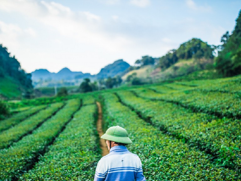 Experience the Tea culture in Sapa