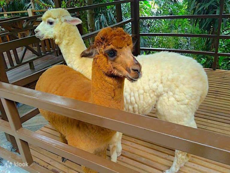 KL Tower Mini Zoo - Malaysia Travel Guide | Flamingo Travels