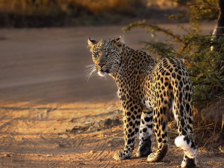 Pilanesberg National Park - South Africa Travel Guide