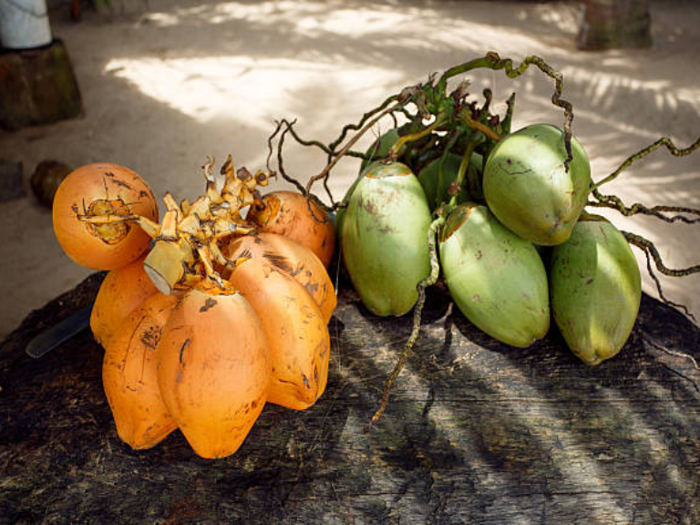 Refresh Yourself with an Orange Coconut