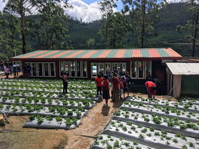 Relish Strawberries At Adma Agro Farm