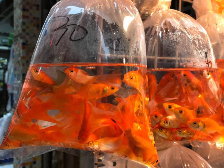 Stroll through the Goldfish Market