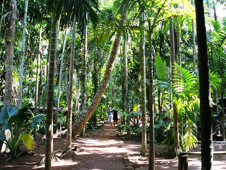 Take A Walk Around Spice Plantations In Goa